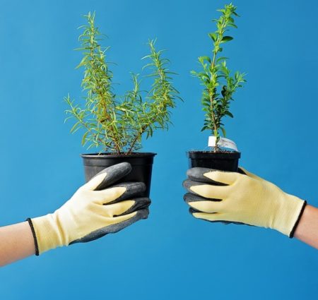 Take a Plant, Leave a Plant - Daniel Boone Regional Library